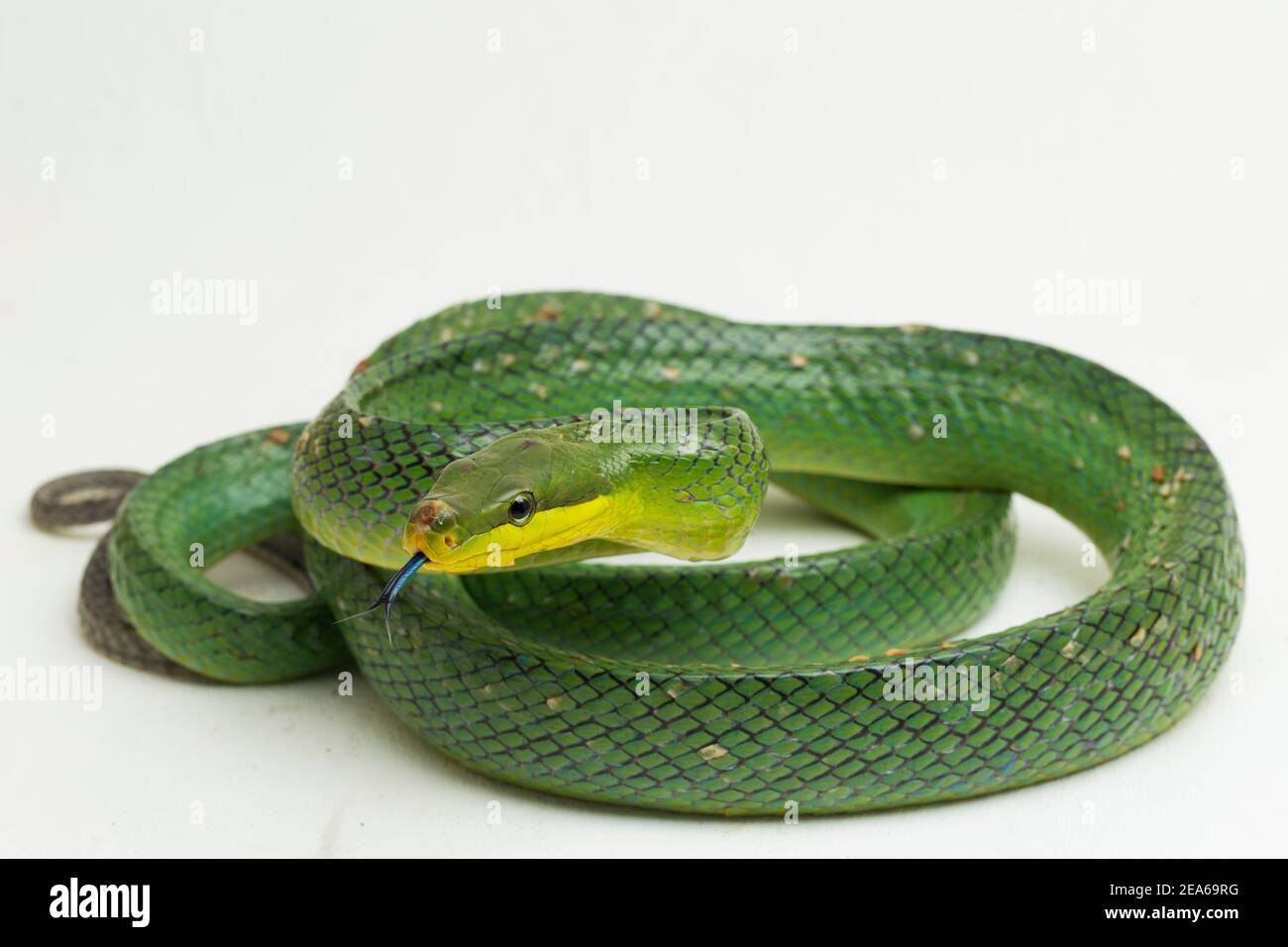 Gonyosoma oxycephalum, the arboreal ratsnake, the red-tailed green ...