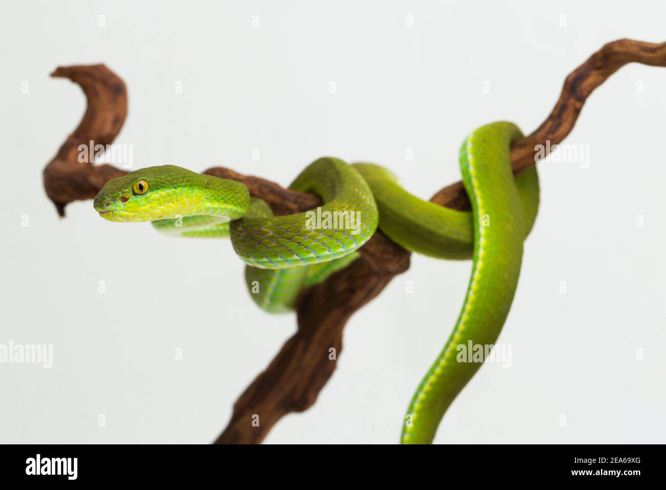 Trimeresurus insularis (White-lipped Island Pit Viper) on white ...