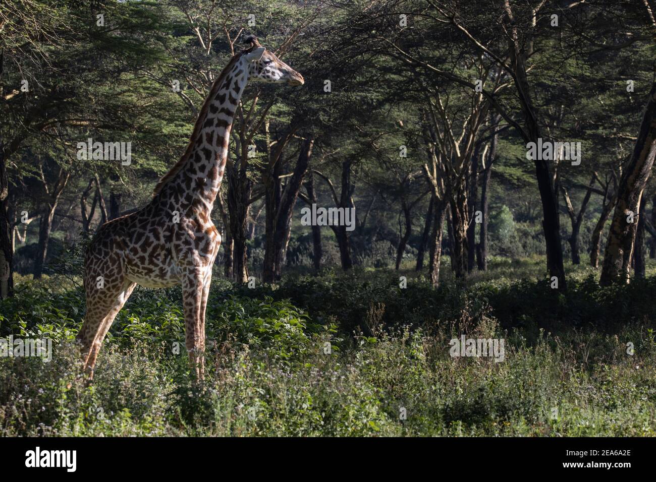 A giraffe standing tall in amongst the trees in Kenya Stock Photo - Alamy
