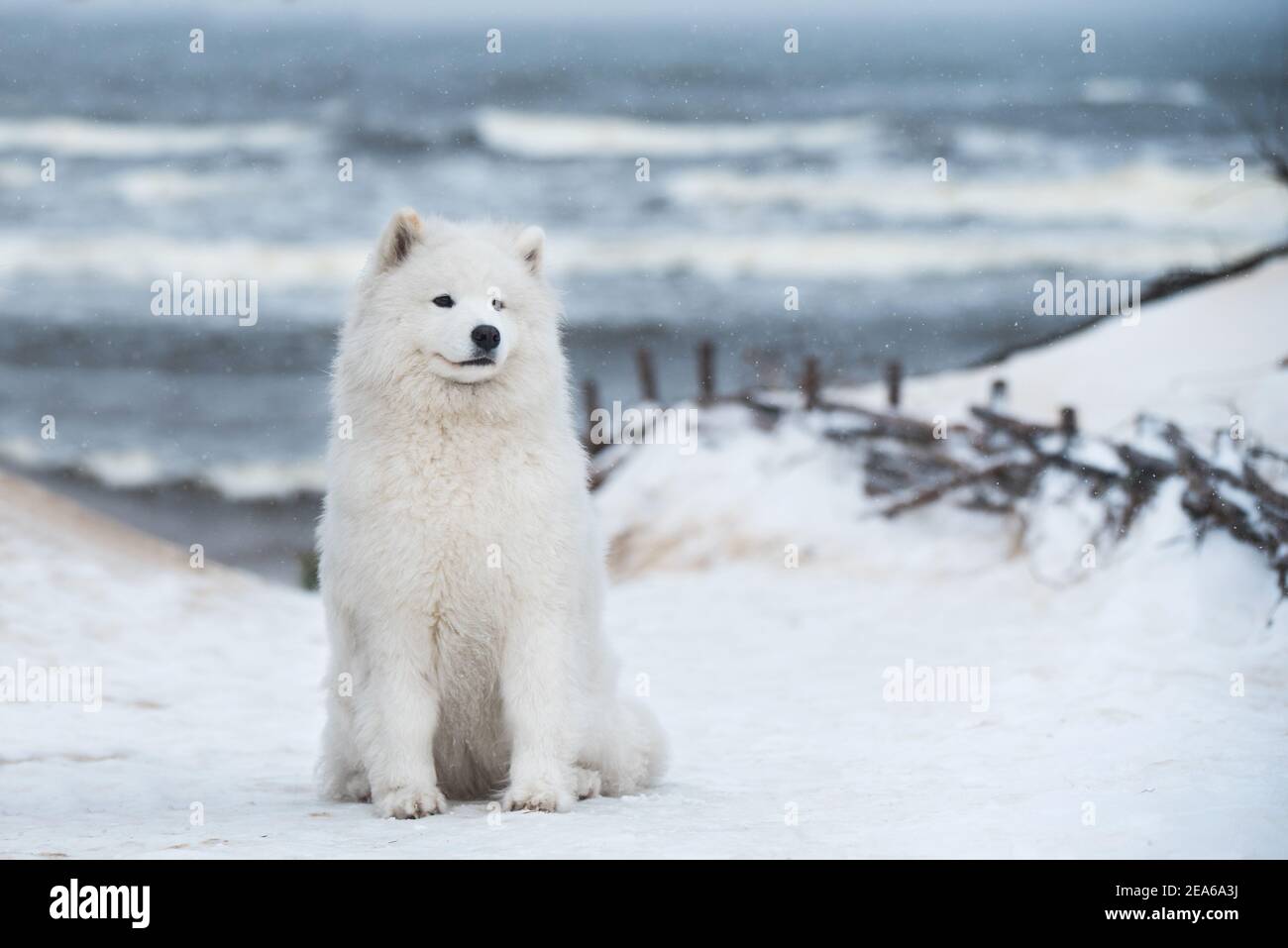 Nice Samoyed white dog is on snow sea beach in Latvia Stock Photo - Alamy