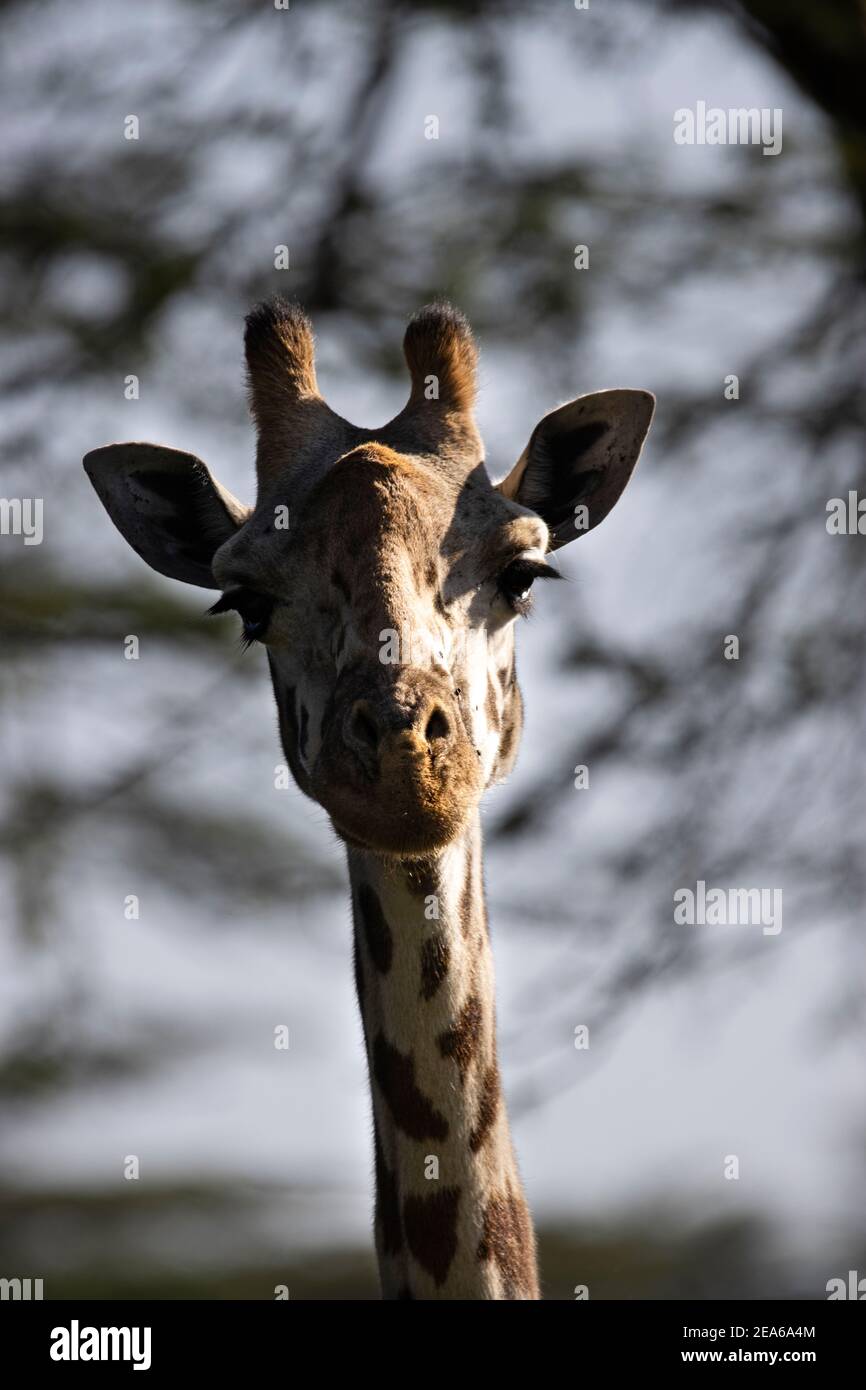 A face on head shot of a giraffe. A portrait Stock Photo - Alamy