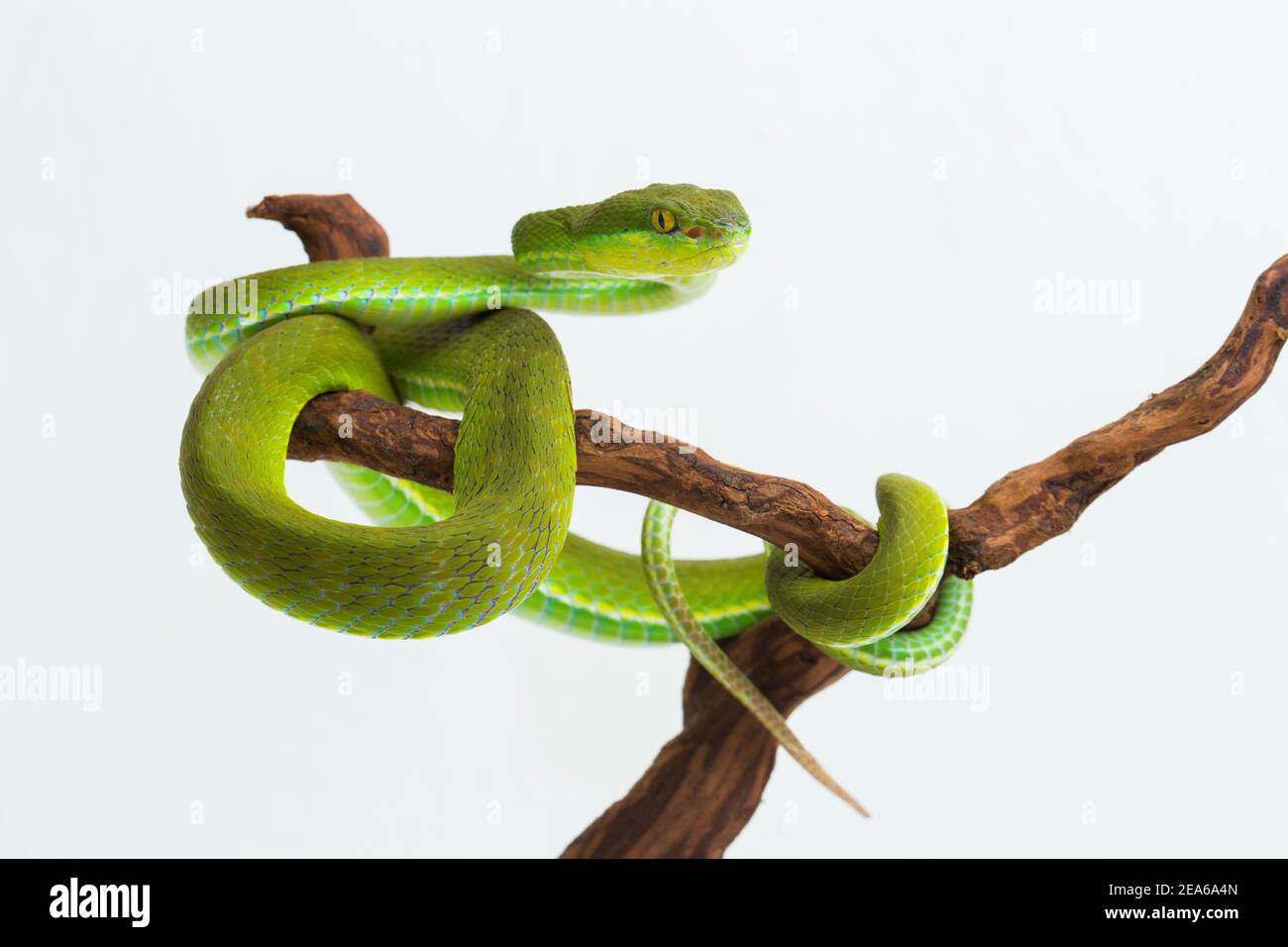 Trimeresurus insularis (White-lipped Island Pit Viper) on white ...