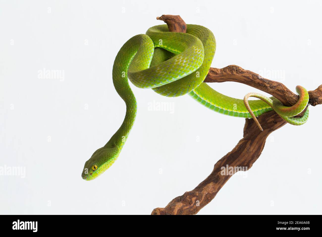 Trimeresurus insularis (White-lipped Island Pit Viper) on white ...