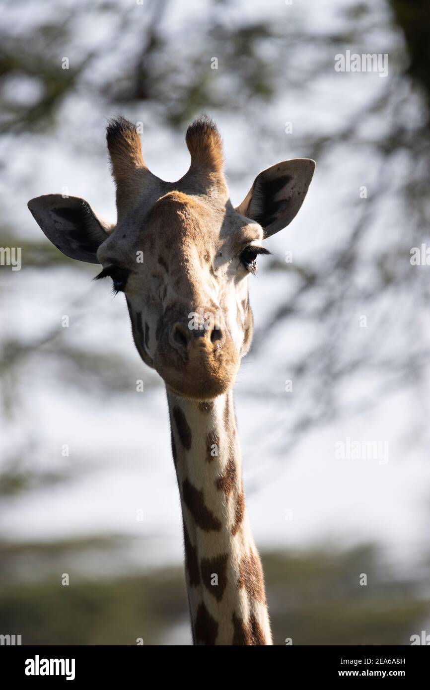 A face on head shot of a giraffe. A portrait Stock Photo - Alamy