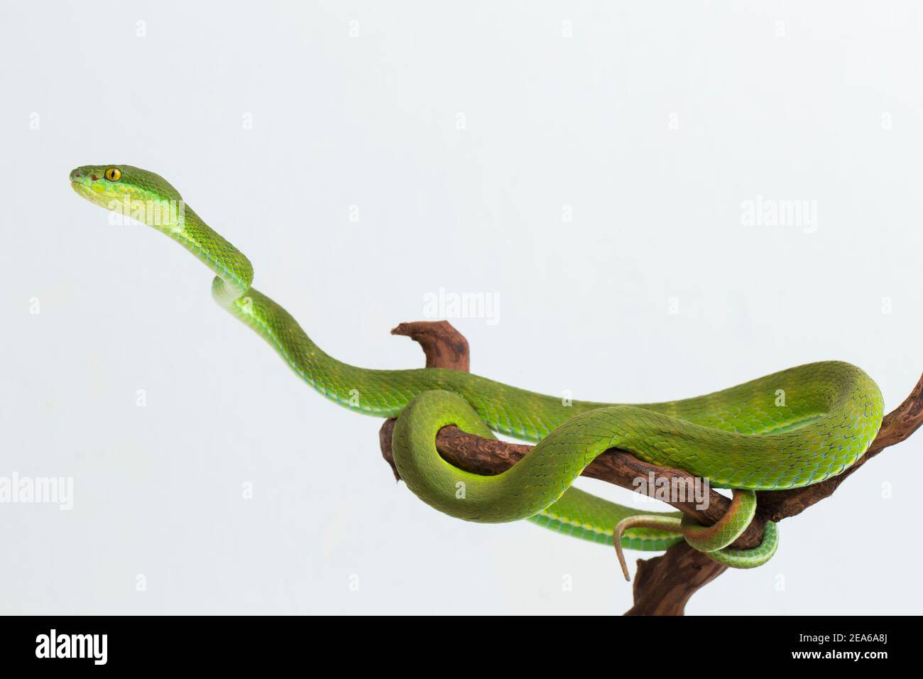 Trimeresurus insularis (White-lipped Island Pit Viper) on white ...