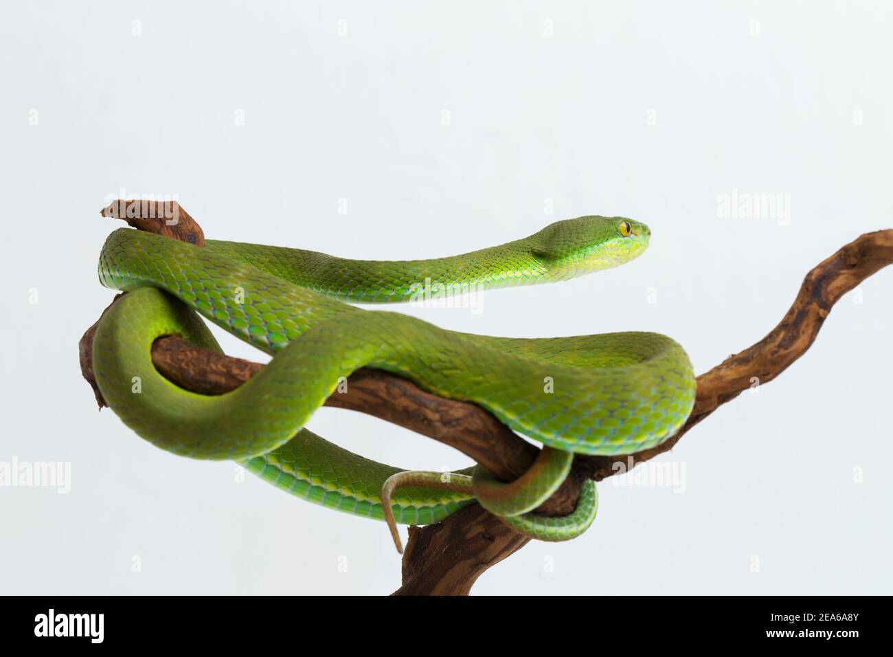 Trimeresurus insularis (White-lipped Island Pit Viper) on white ...