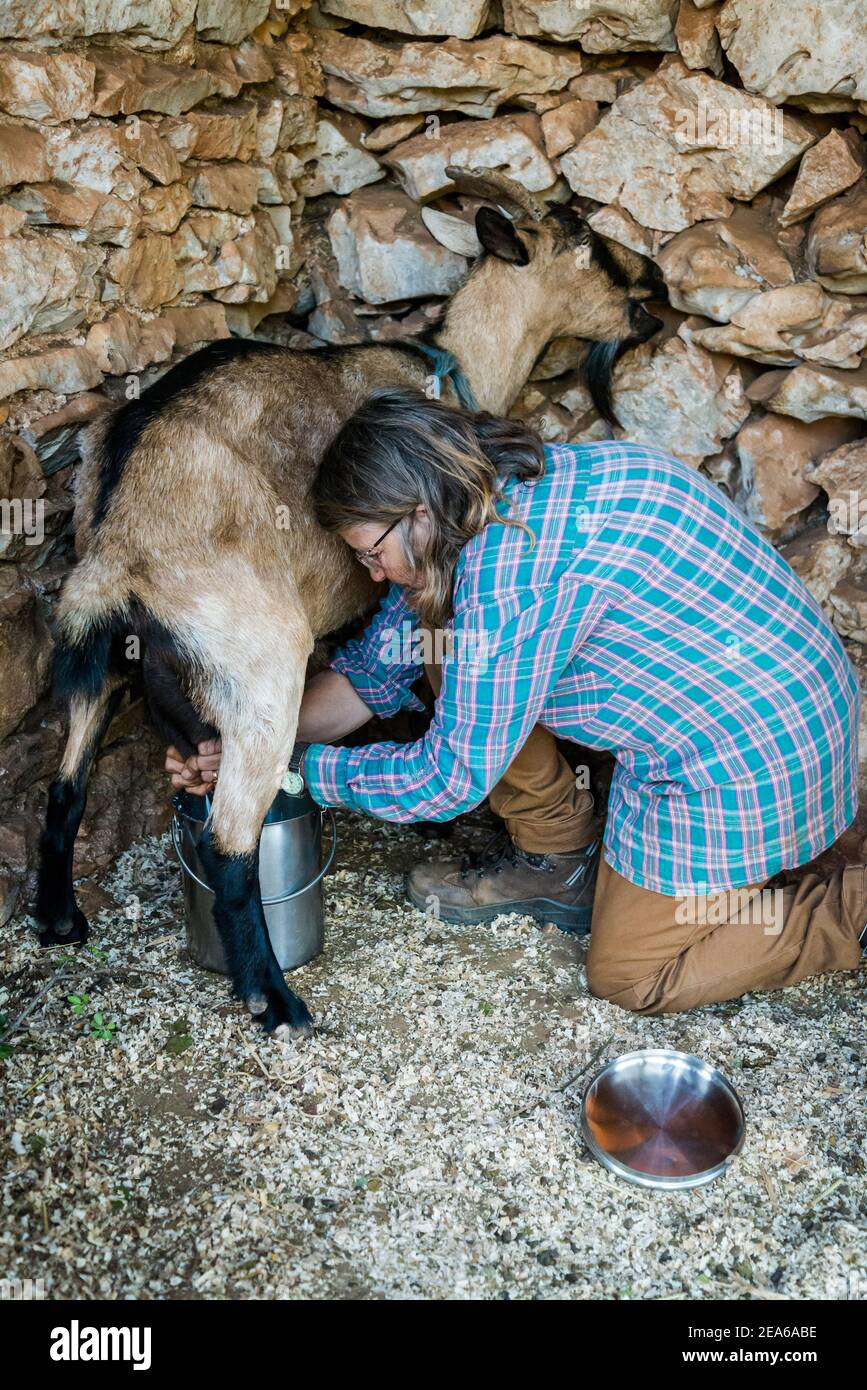 Old woman milking goat hi-res stock photography and images - Alamy