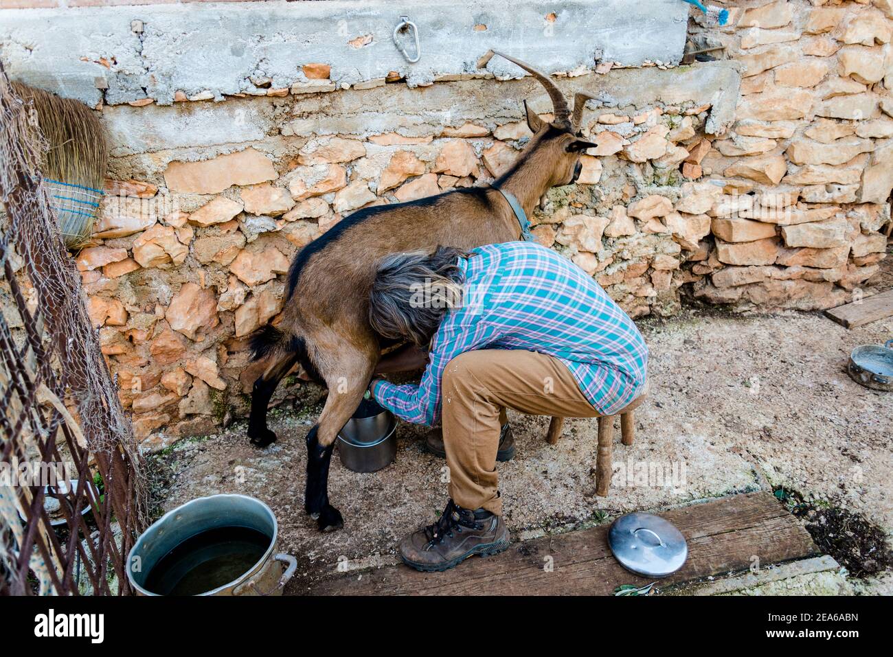 Old woman milking goat hi-res stock photography and images - Alamy