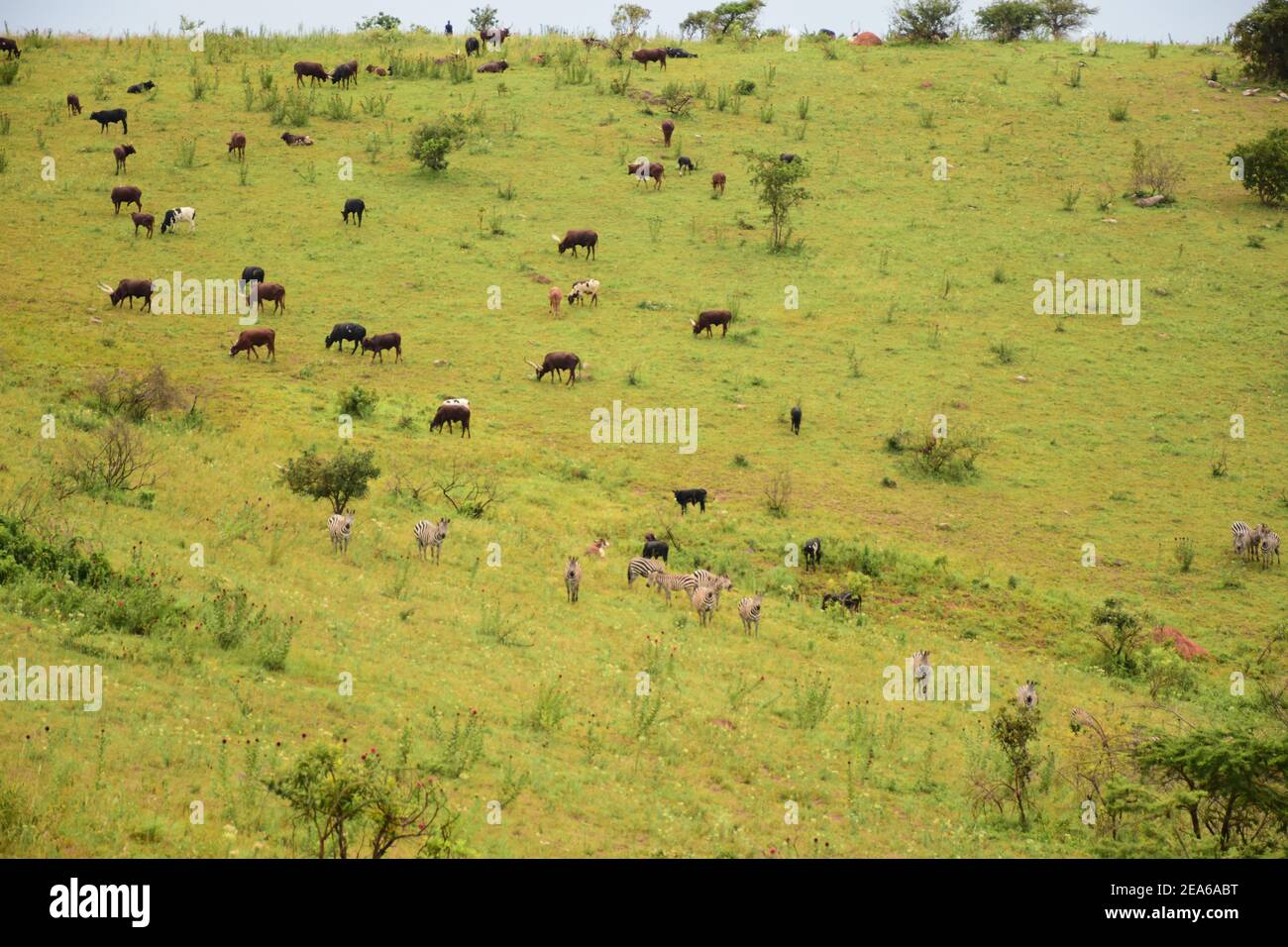 Grazing of cattle hi-res stock photography and images - Alamy