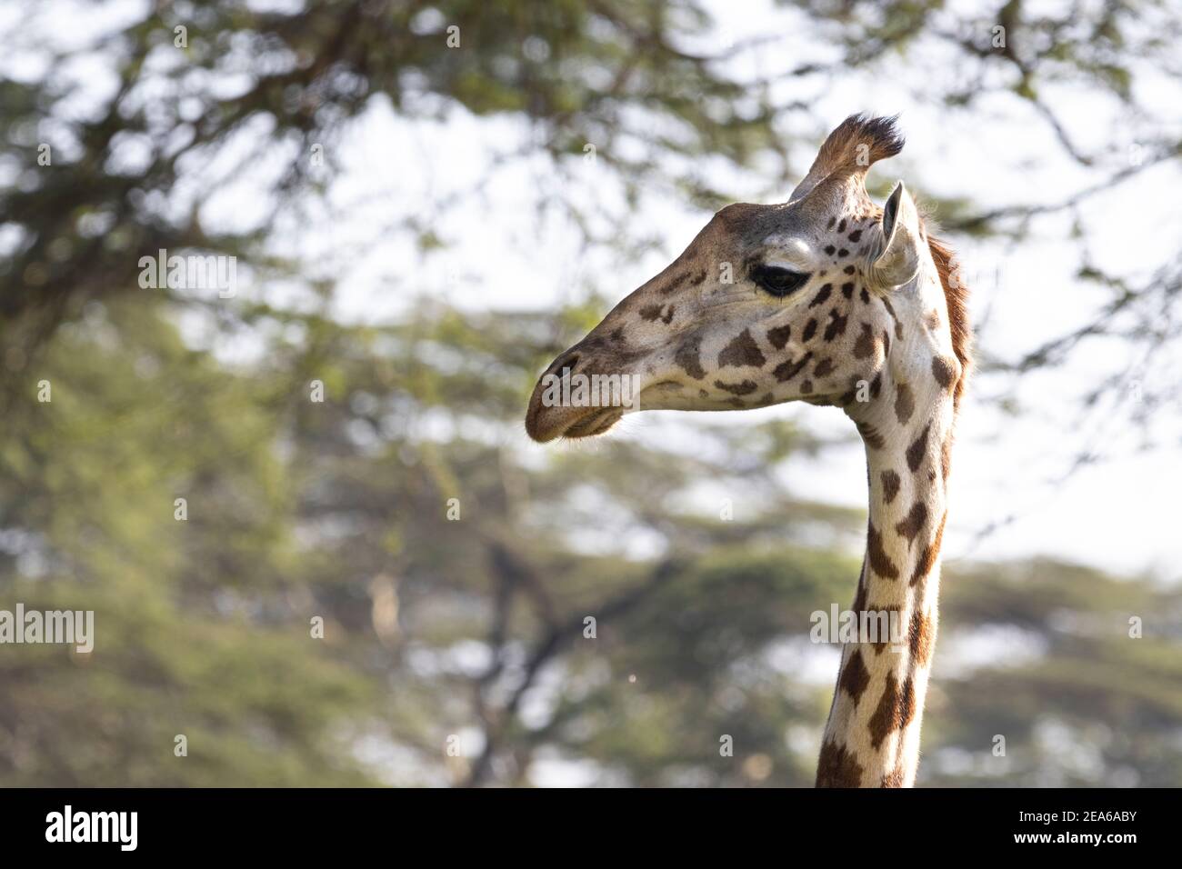 Ossicones on giraffe hi-res stock photography and images - Alamy