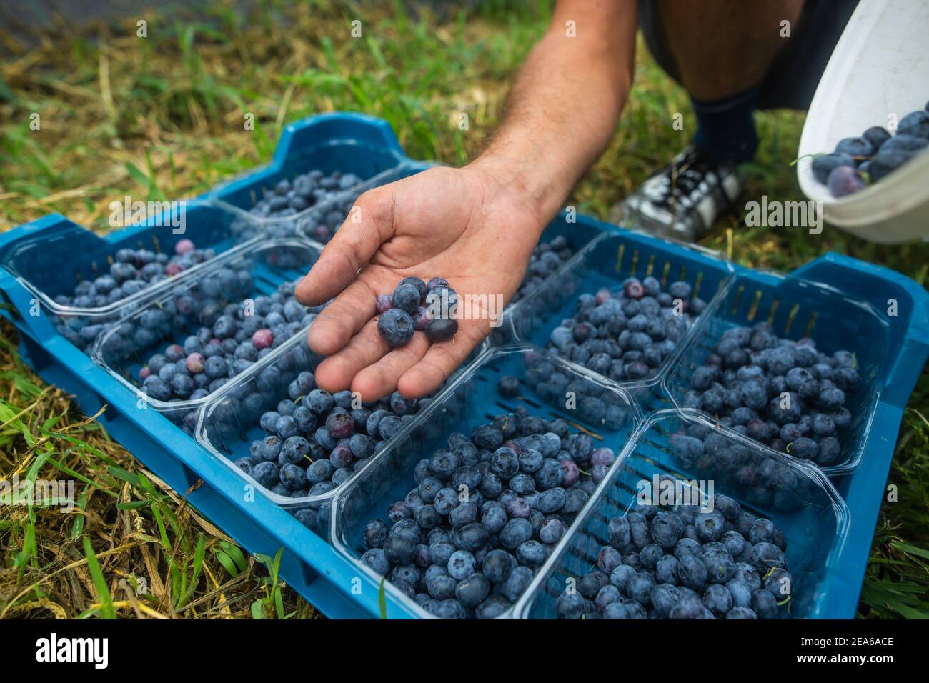 A farmer harvesting fresh, bio blueberries at the agricultural farm ...