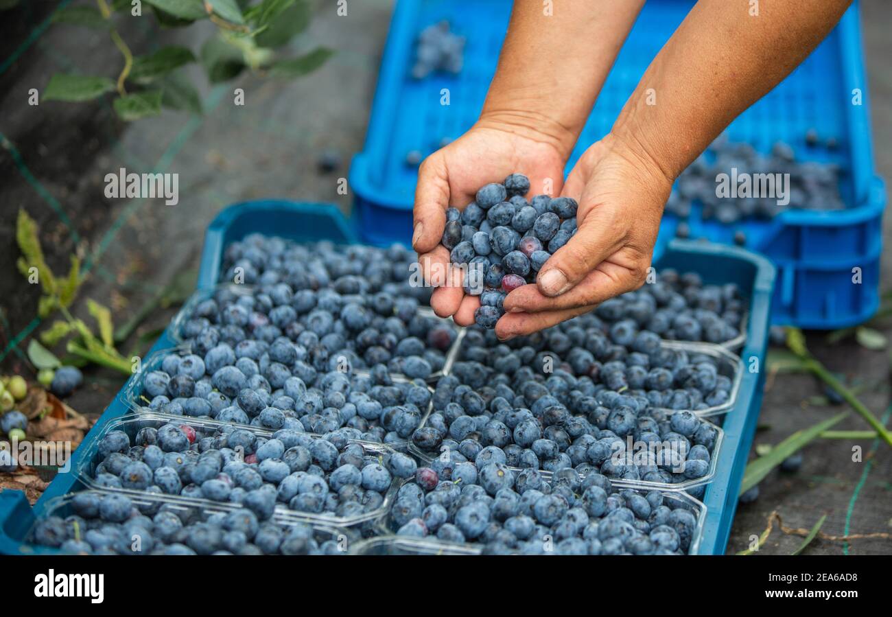 A farmer harvesting fresh, bio blueberries at the agricultural farm ...