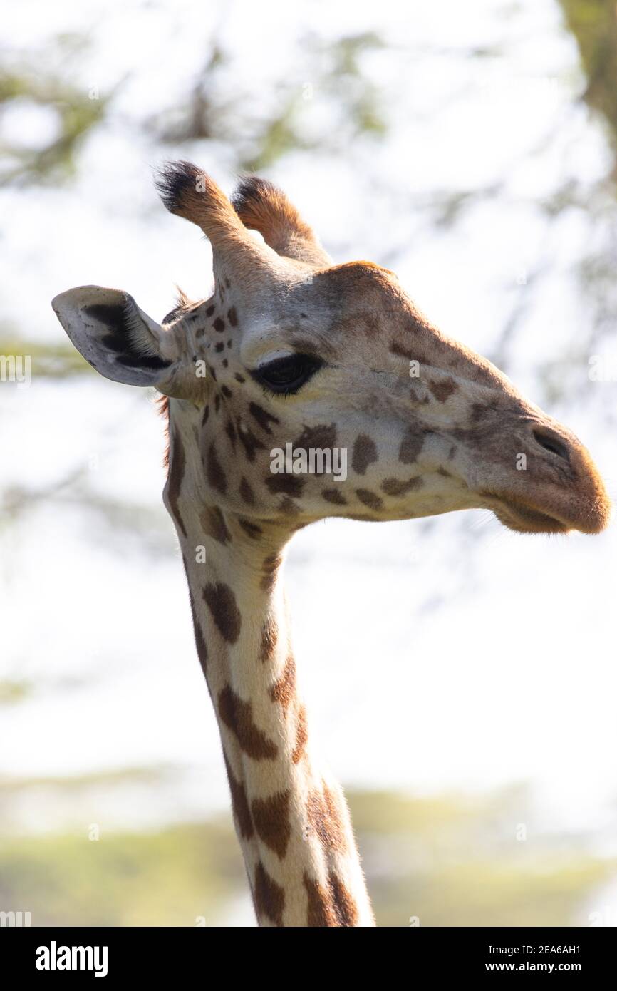 Ossicones on giraffe hi-res stock photography and images - Alamy
