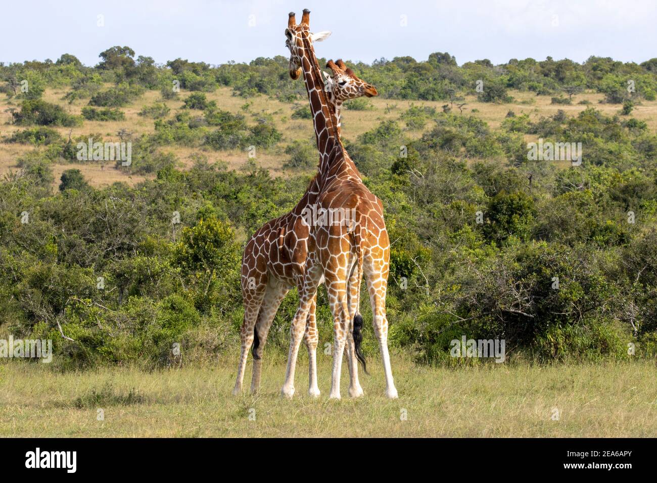 Two giraffes hugging in the savanna in Kenya Stock Photo - Alamy