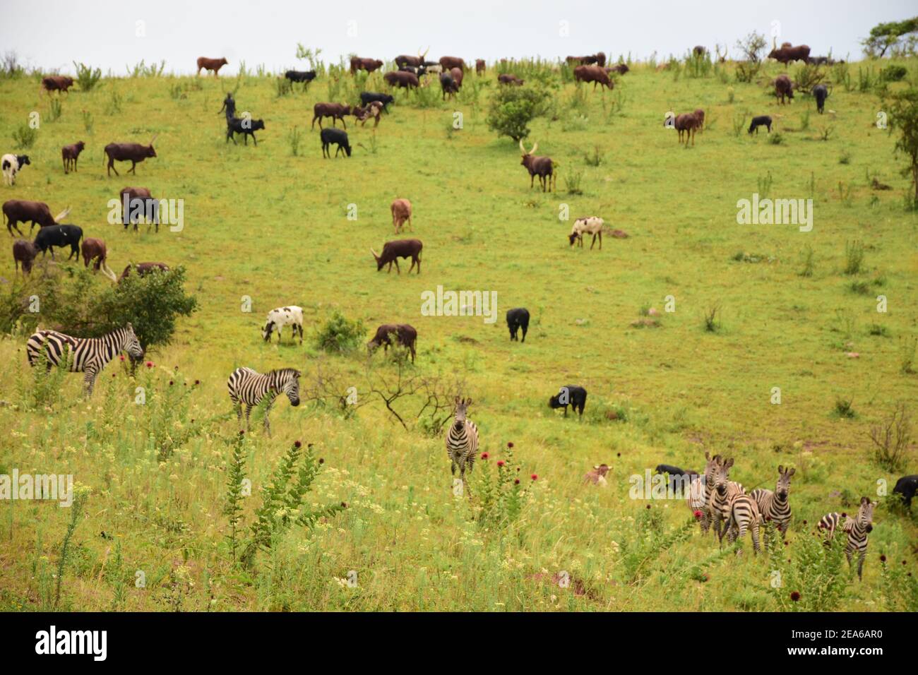 Zebra outside Akagera National Park grazing with cattle in a farm in ...