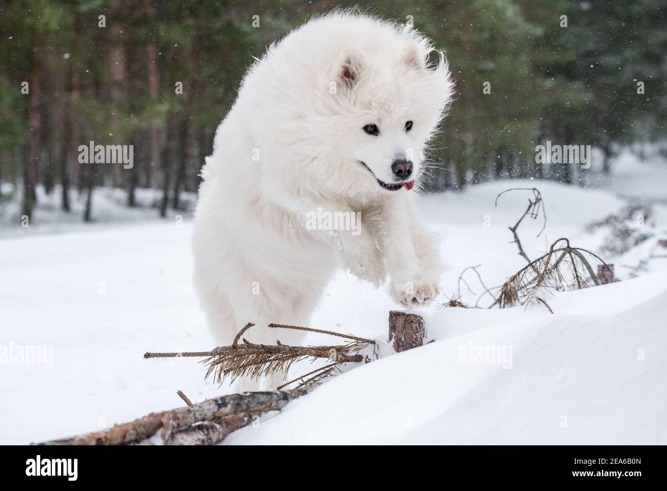 Samoyed jumping hi-res stock photography and images - Alamy