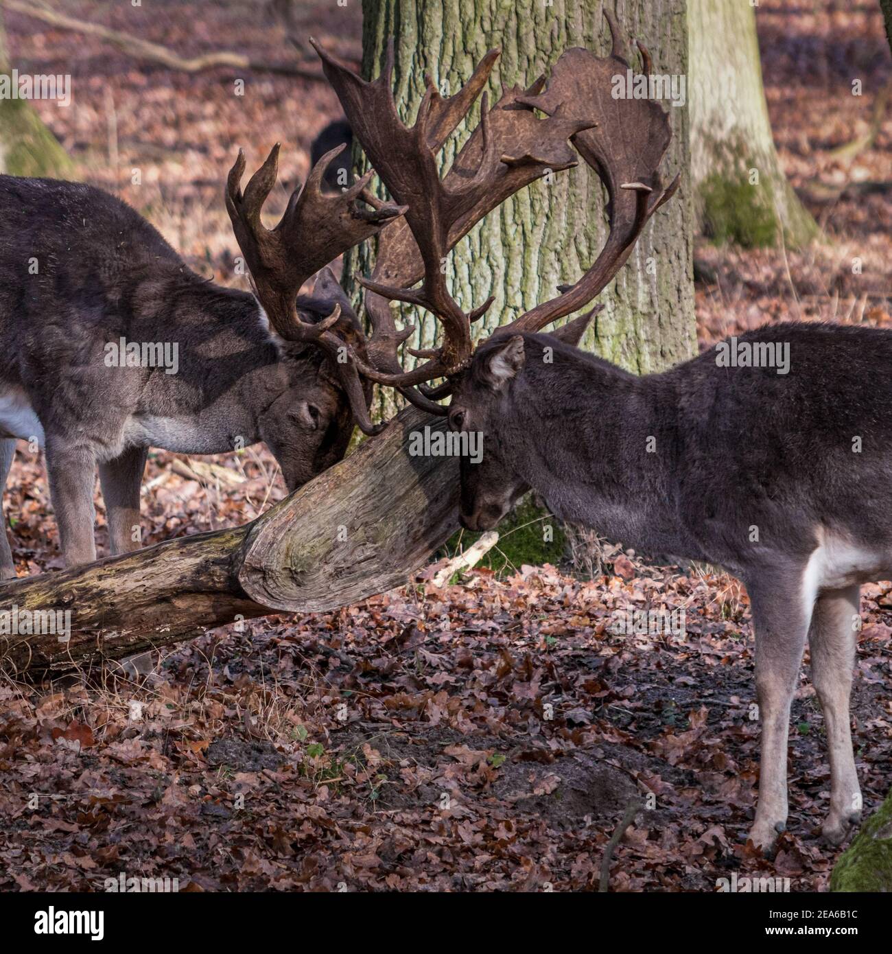 Fight between animals hi-res stock photography and images - Alamy