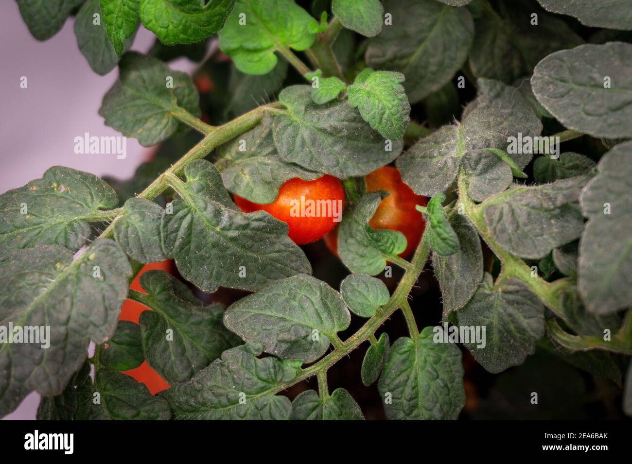 micro tomatoes for home cultivation in a pot on a light background ...