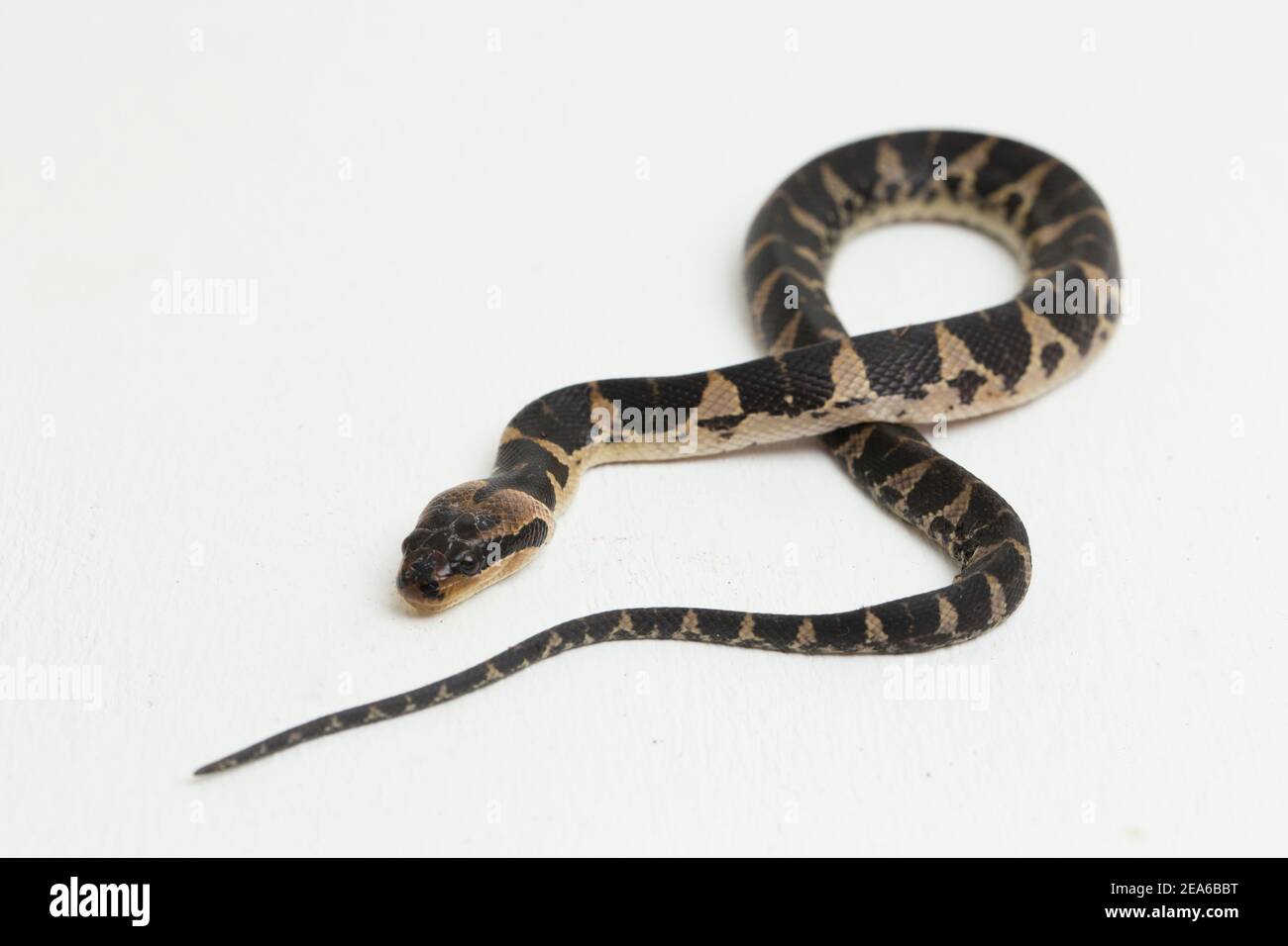Common puff-faced water snake (Homalopsis buccata), banded water snake ...