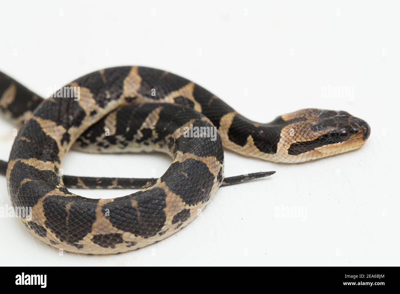 Common puff-faced water snake (Homalopsis buccata), banded water snake ...