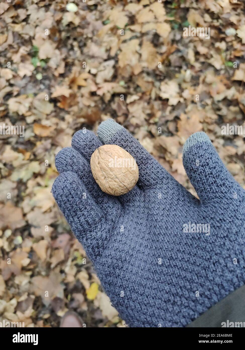 Woman with a handful of walnuts hi-res stock photography and images - Alamy