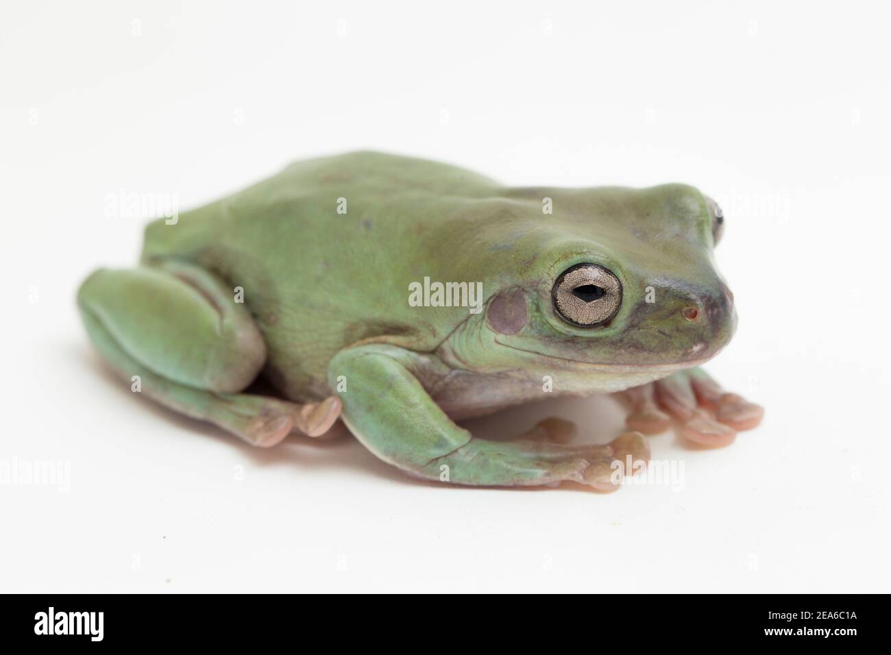 close up dumpy tree frog or White's tree frog on white background Stock Photo - Alamy