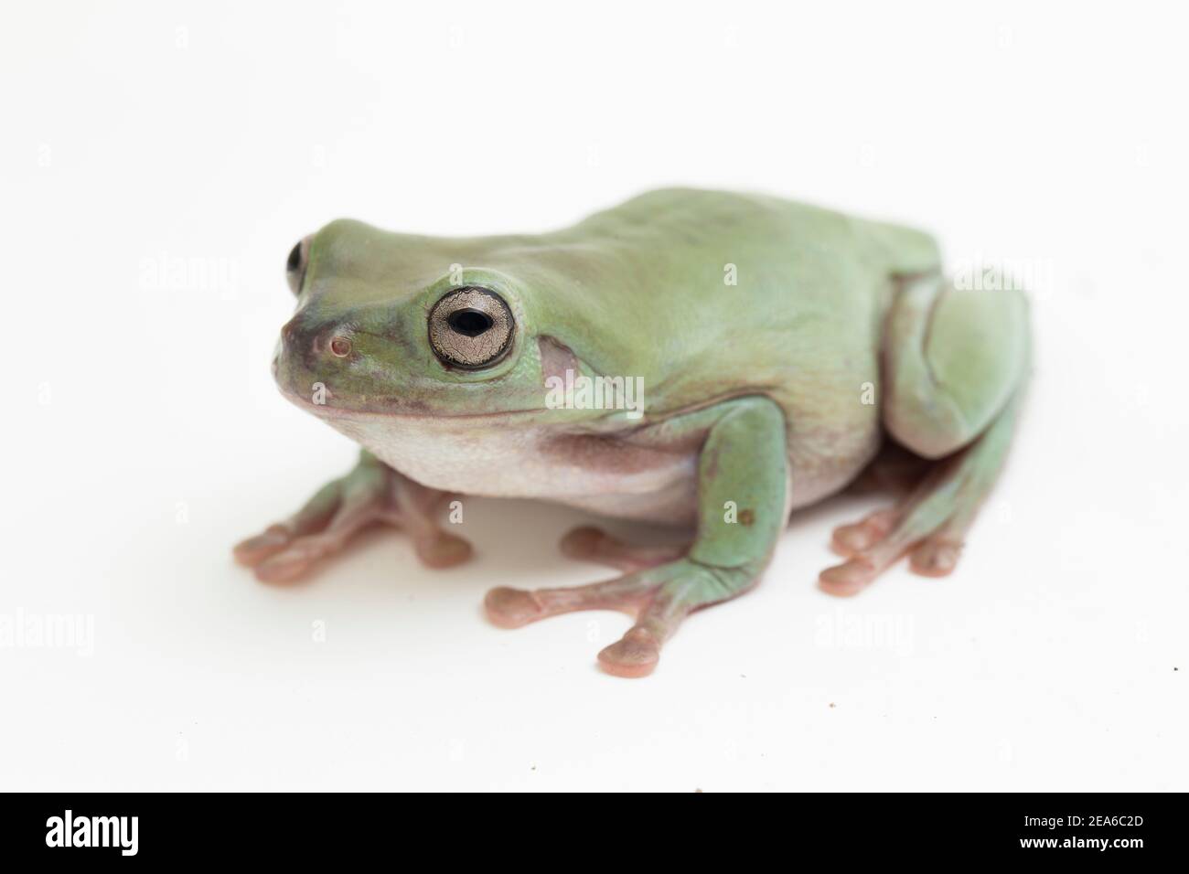 close up dumpy tree frog or White's tree frog on white background Stock ...
