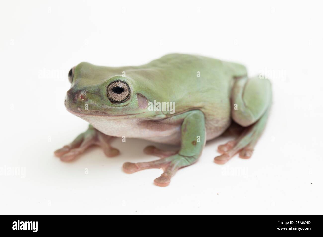 close up dumpy tree frog or White's tree frog on white background Stock Photo - Alamy