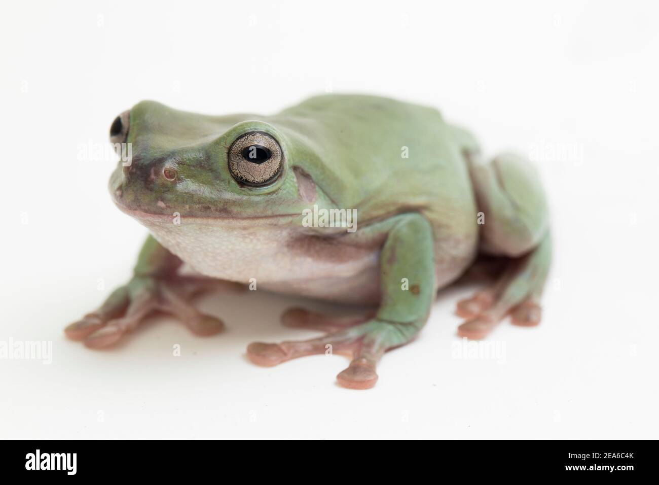 close up dumpy tree frog or White's tree frog on white background Stock Photo - Alamy