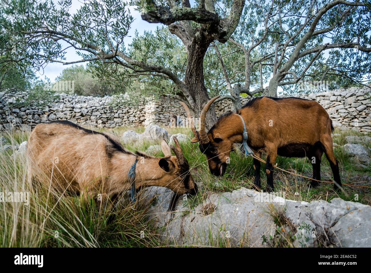 Brown goats grazing, Organic farm, Island of Iz, Zadar archipelago ...