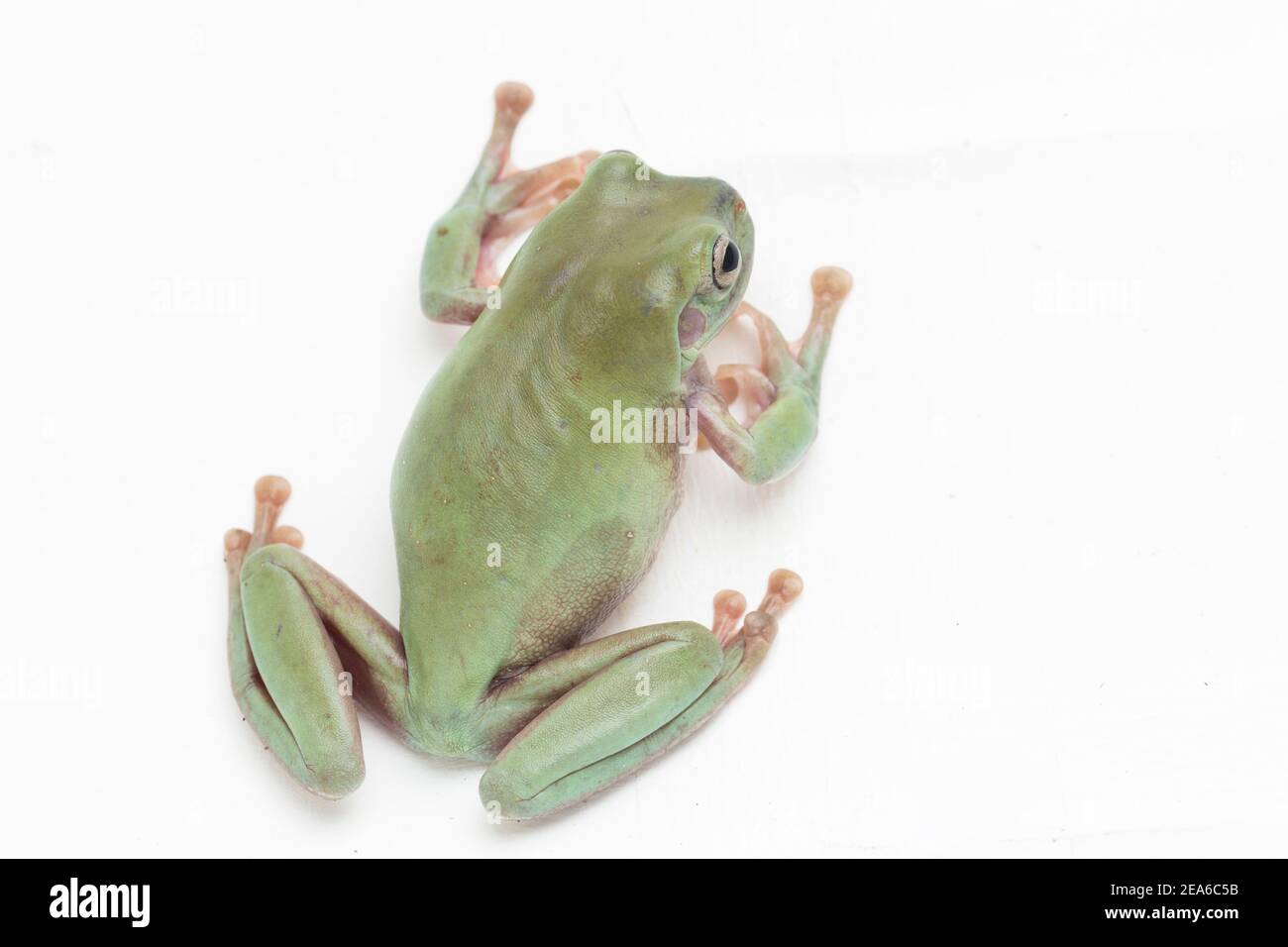 close up dumpy tree frog or White's tree frog on white background Stock ...
