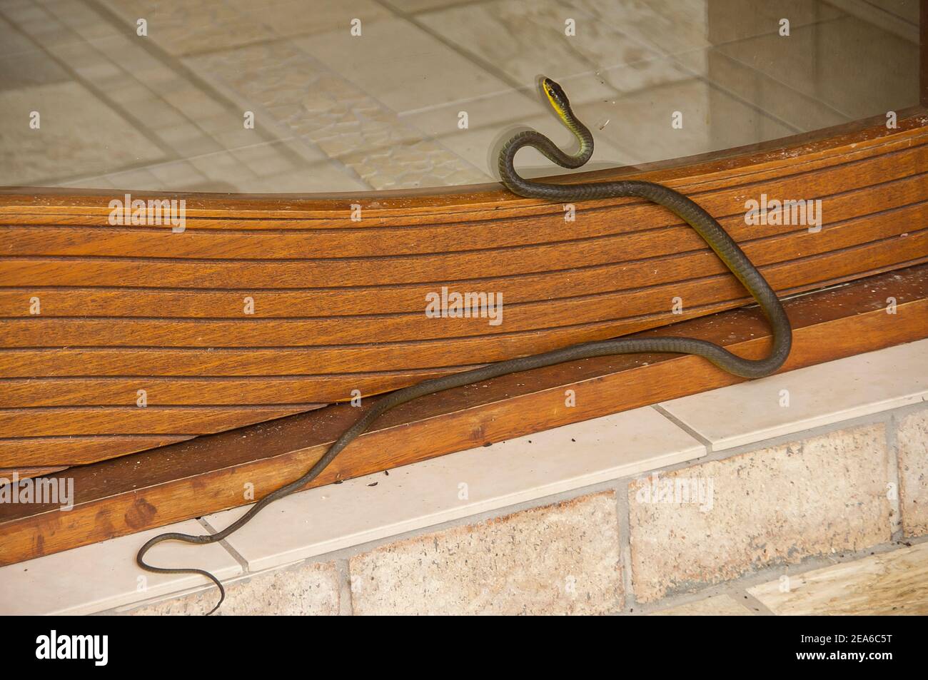Yellow-faced whip snake, Demansia psammophis, on a doorstep, looking ...