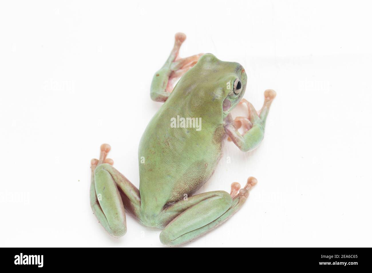close up dumpy tree frog or White's tree frog on white background Stock Photo - Alamy