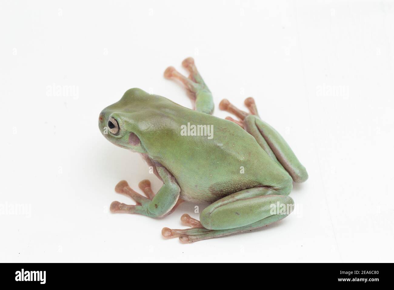 close up dumpy tree frog or White's tree frog on white background Stock Photo - Alamy