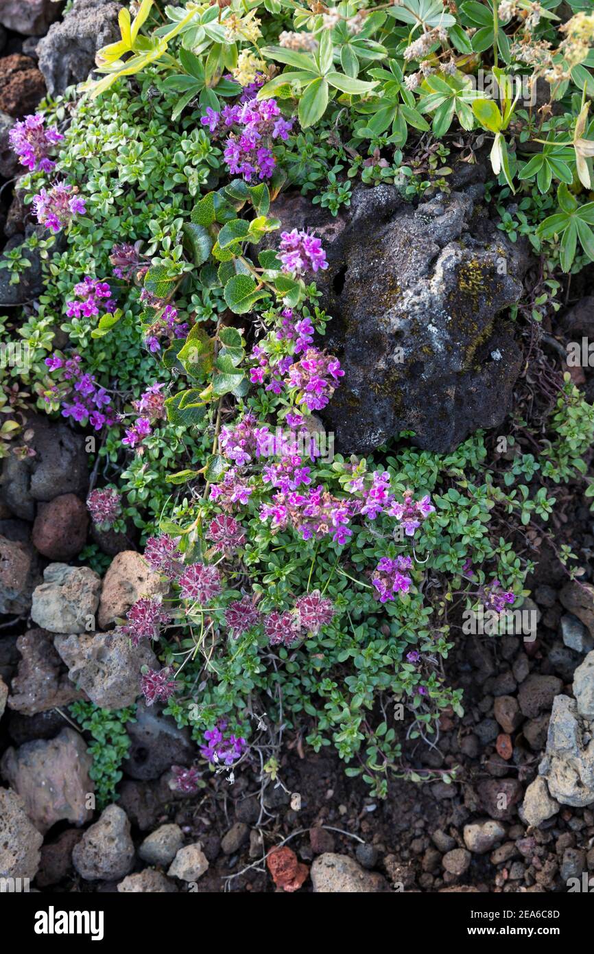 Frühblühender Thymian, Thymian, Thymus praecox, Thymus praecox subsp ...