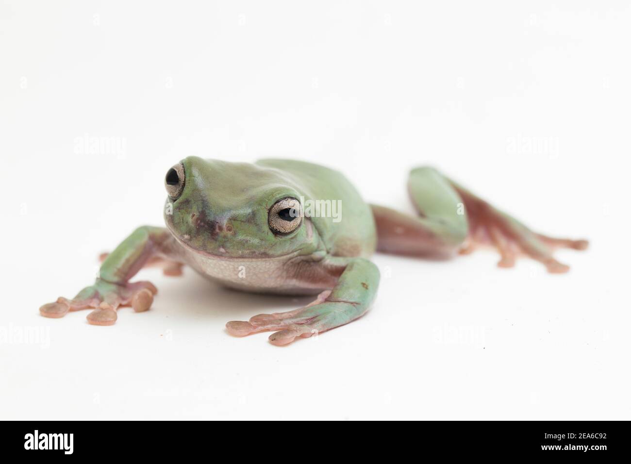 close up dumpy tree frog or White's tree frog on white background Stock Photo - Alamy