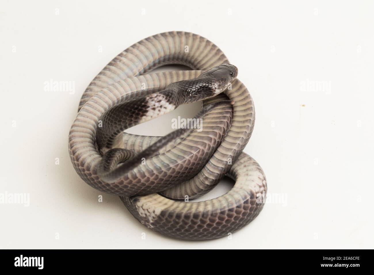 white-banded wolf snake or Malayan banded wolf snake (Lycodon ...