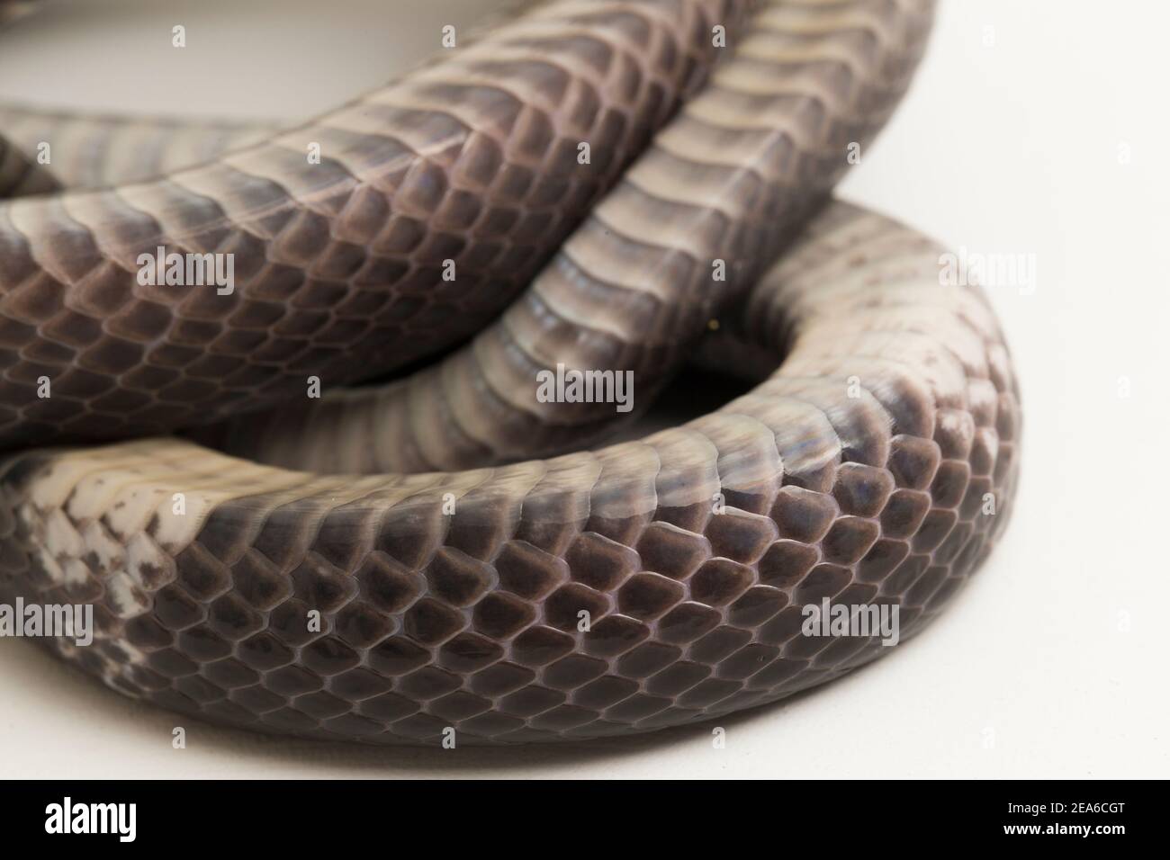 white-banded wolf snake or Malayan banded wolf snake (Lycodon ...