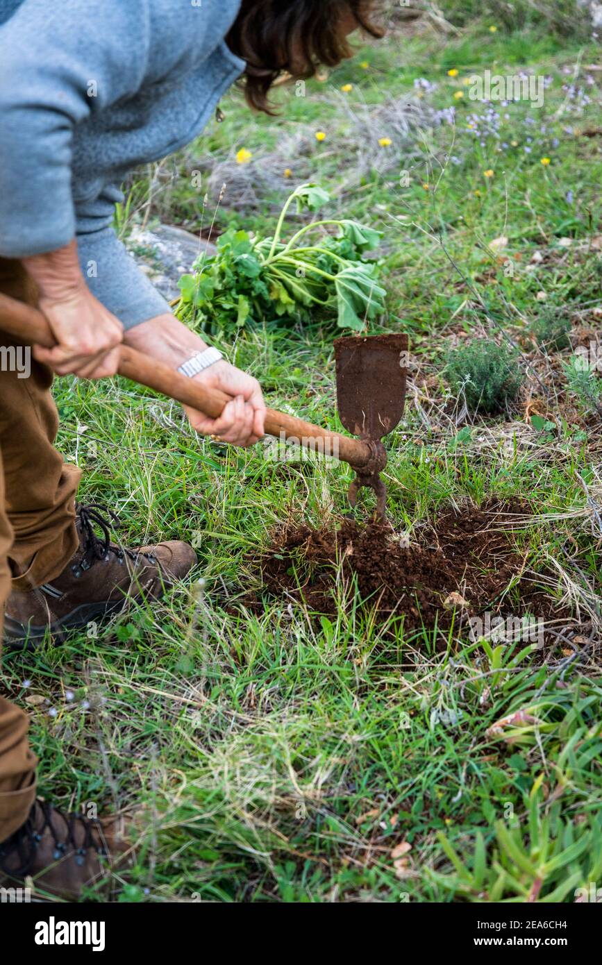 Woman gardener digging soil, Organic farm, Island of Iz, Zadar ...