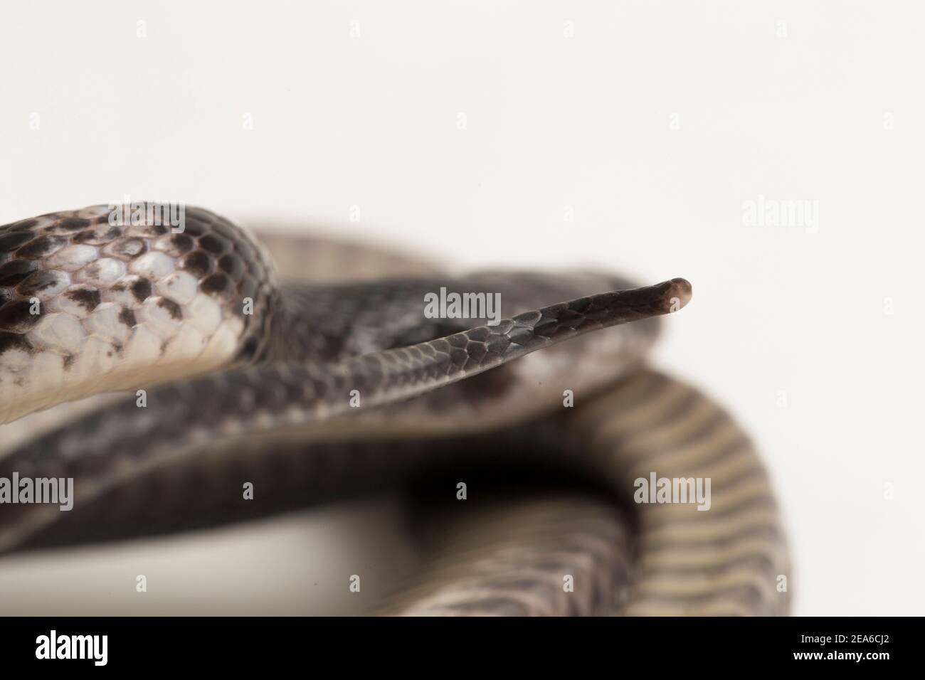 white-banded wolf snake or Malayan banded wolf snake (Lycodon ...