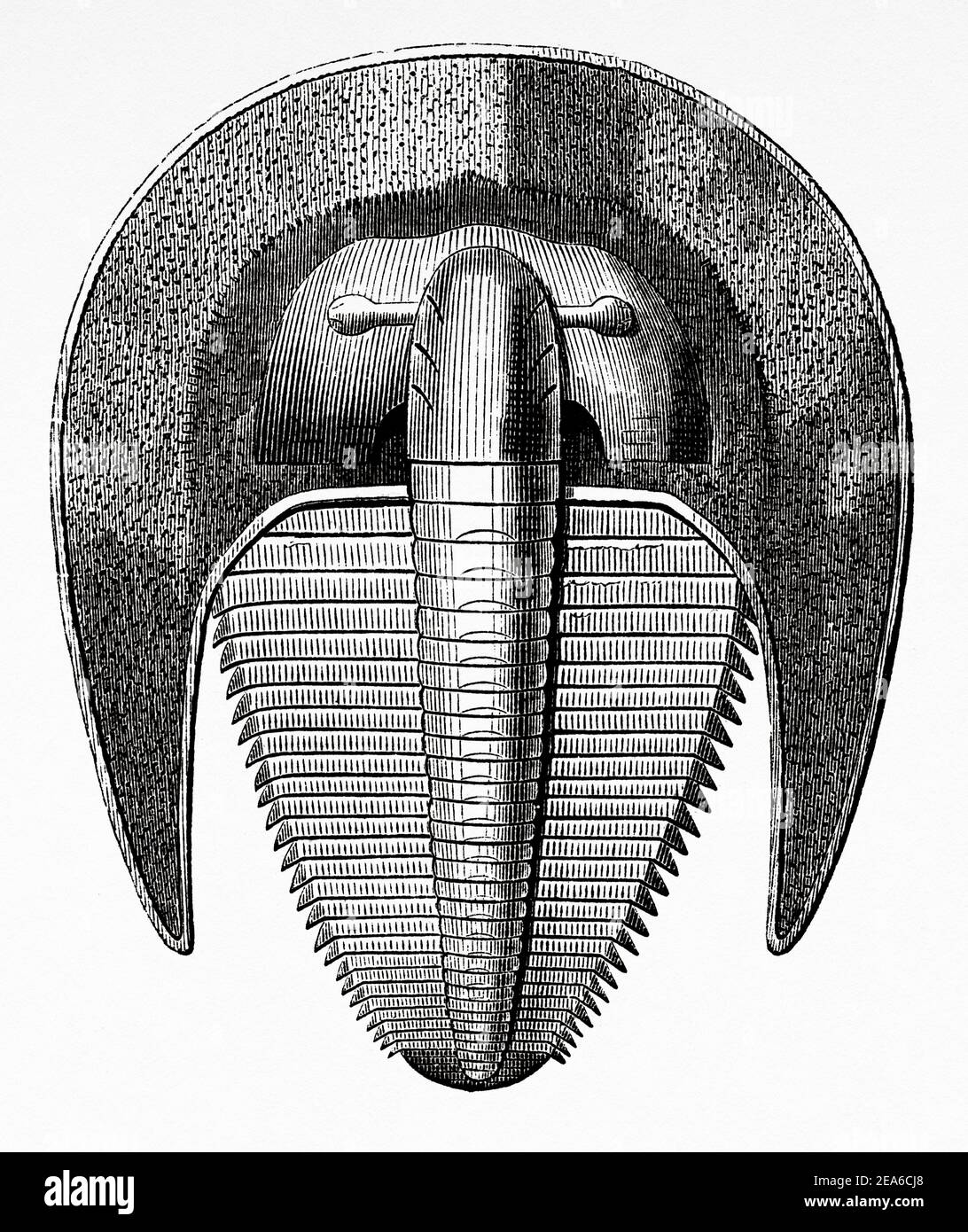 Old Nineteenth century illustration. Trilobite Fossil Eoharpes sp. Old ...