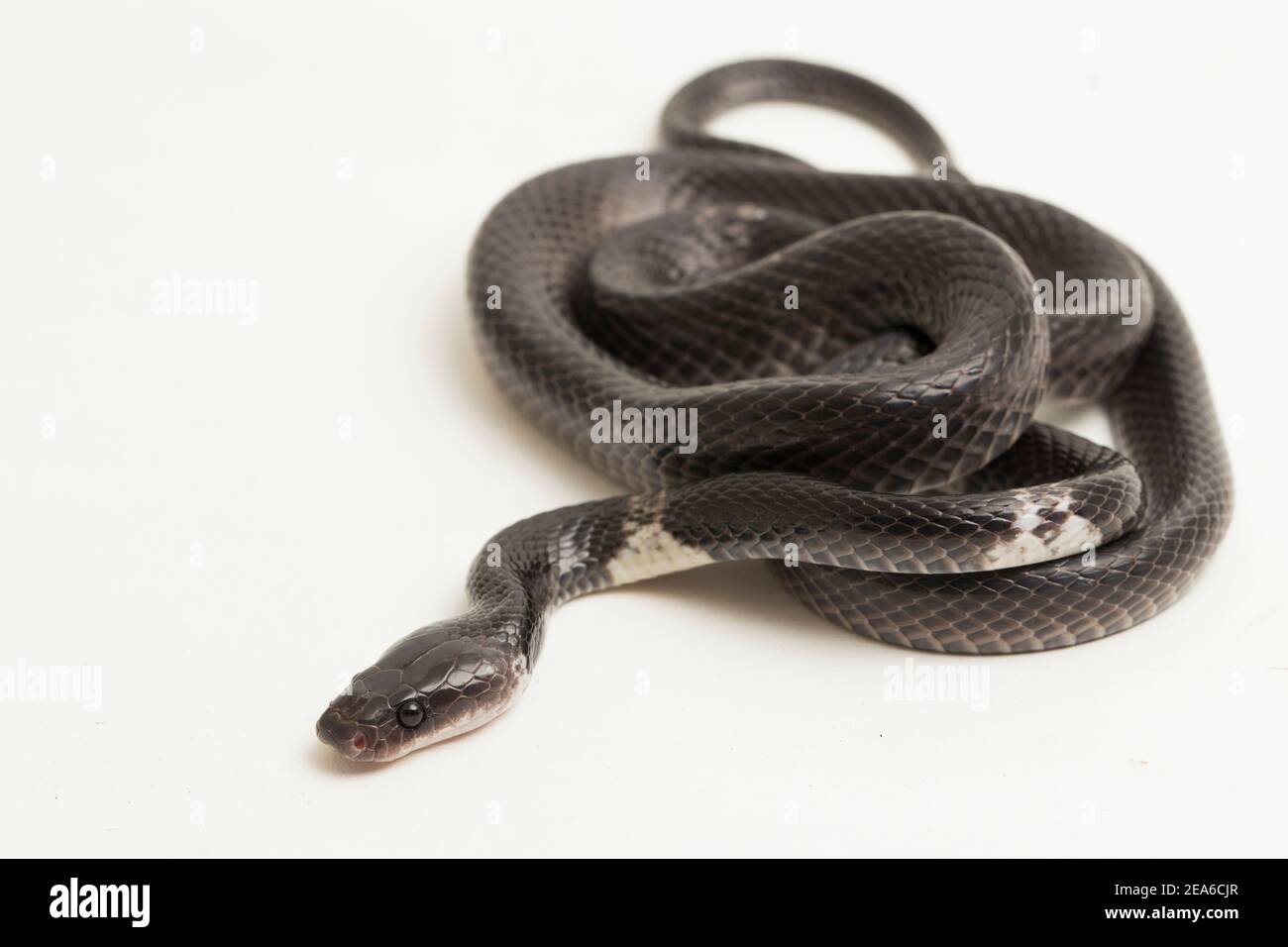 white-banded wolf snake or Malayan banded wolf snake (Lycodon ...