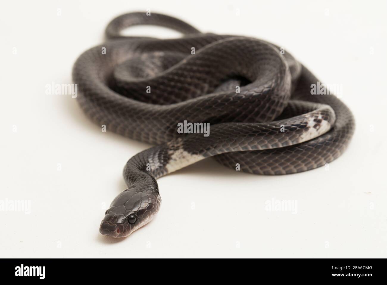 white-banded wolf snake or Malayan banded wolf snake (Lycodon ...