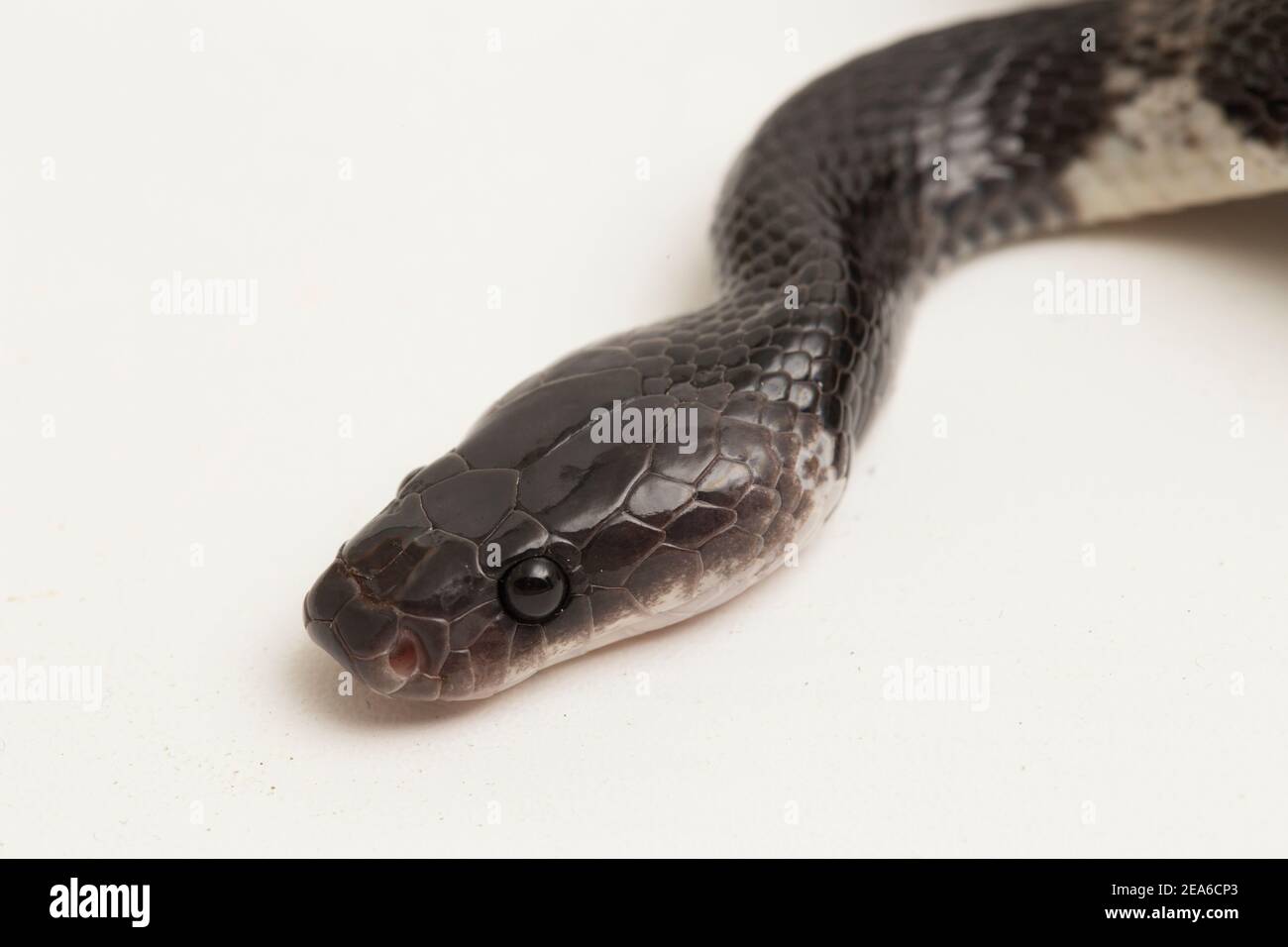white-banded wolf snake or Malayan banded wolf snake (Lycodon ...
