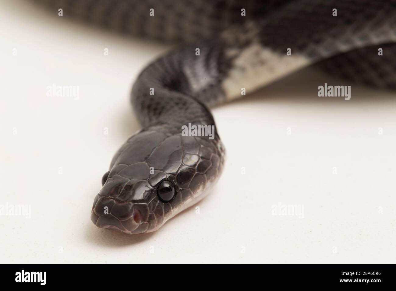 Malayan banded wolf snake hi-res stock photography and images - Alamy