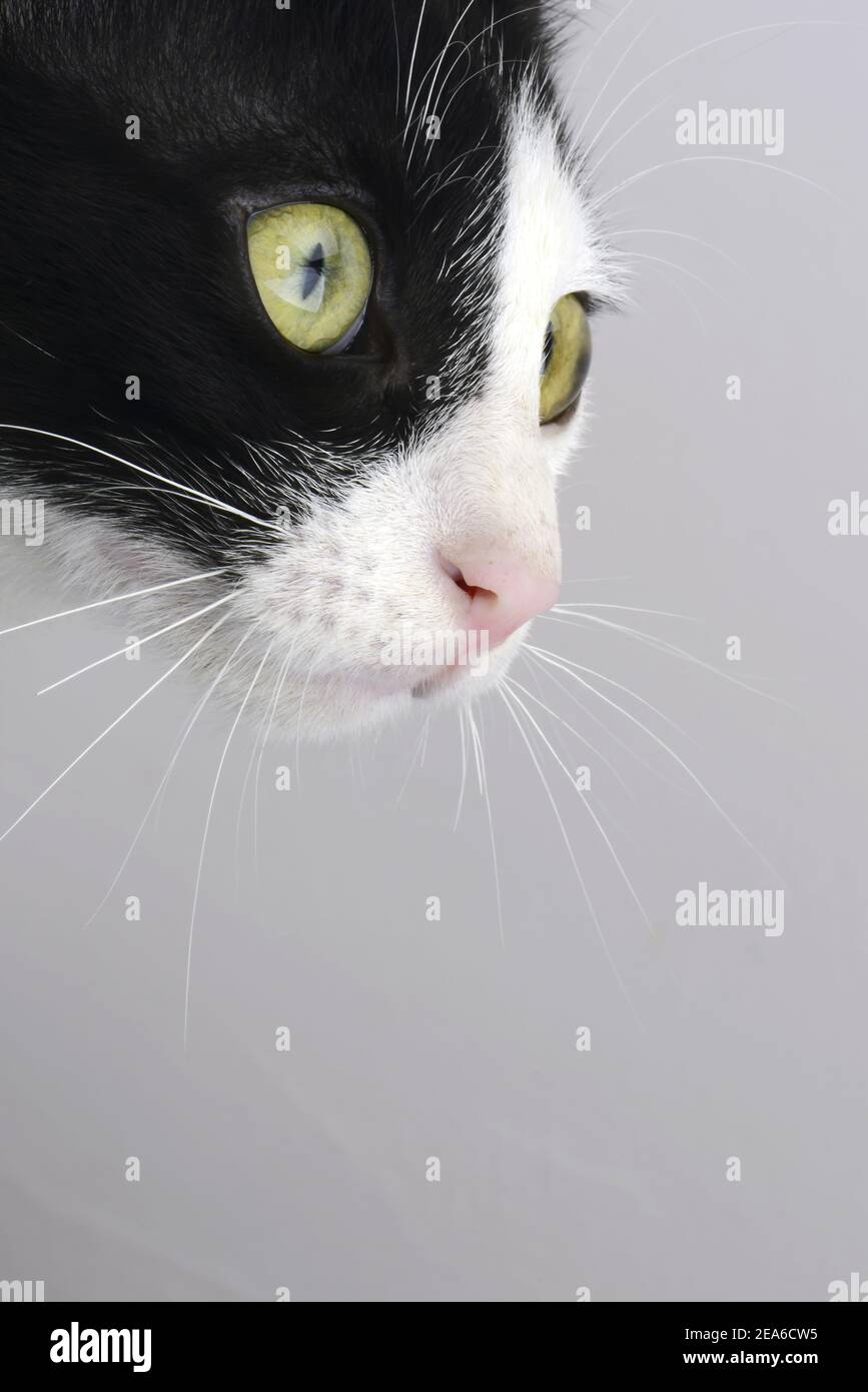 Black white color cat, gri background Stock Photo - Alamy