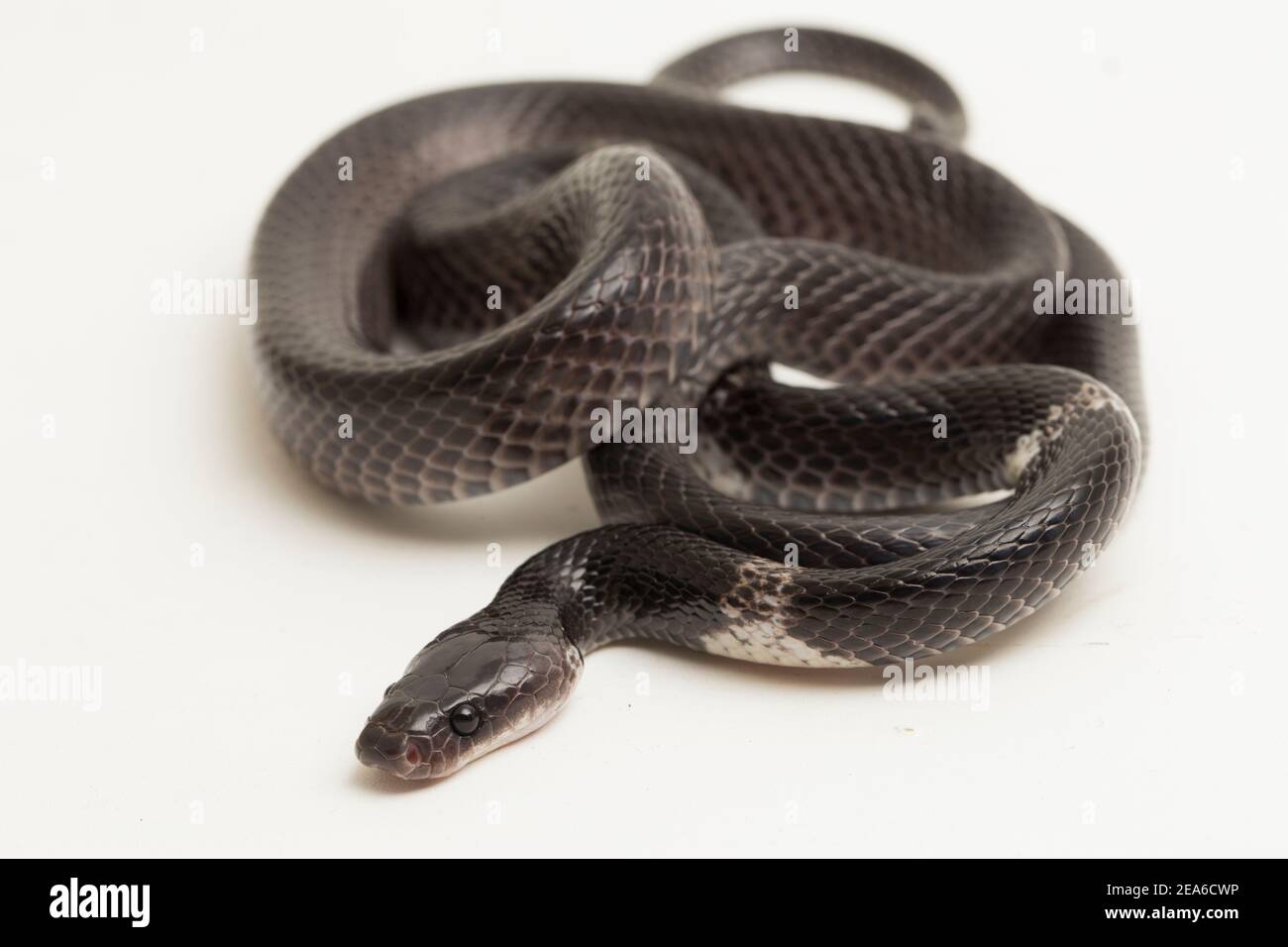 white-banded wolf snake or Malayan banded wolf snake (Lycodon ...