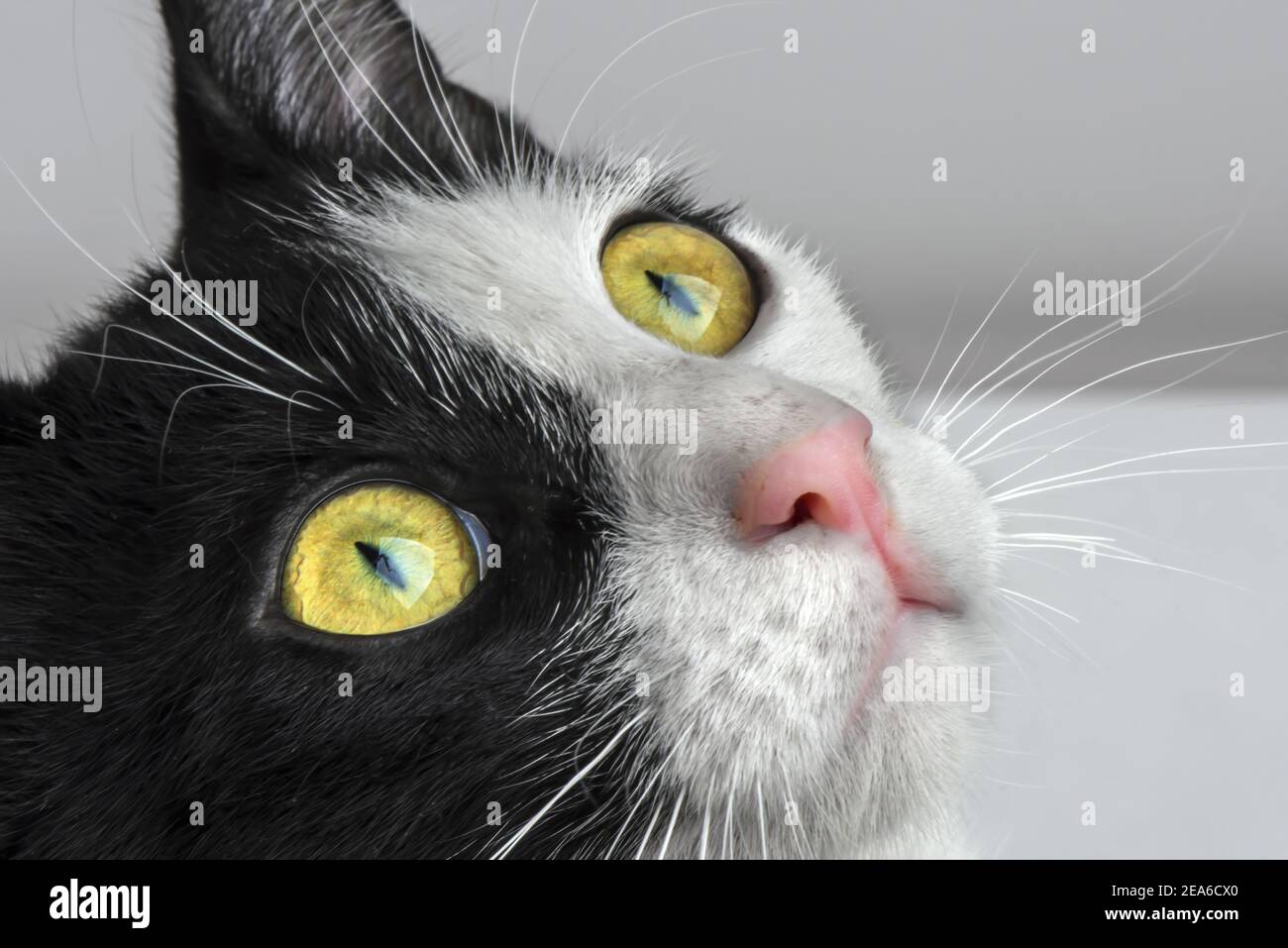 Black white color cat, gri background Stock Photo - Alamy