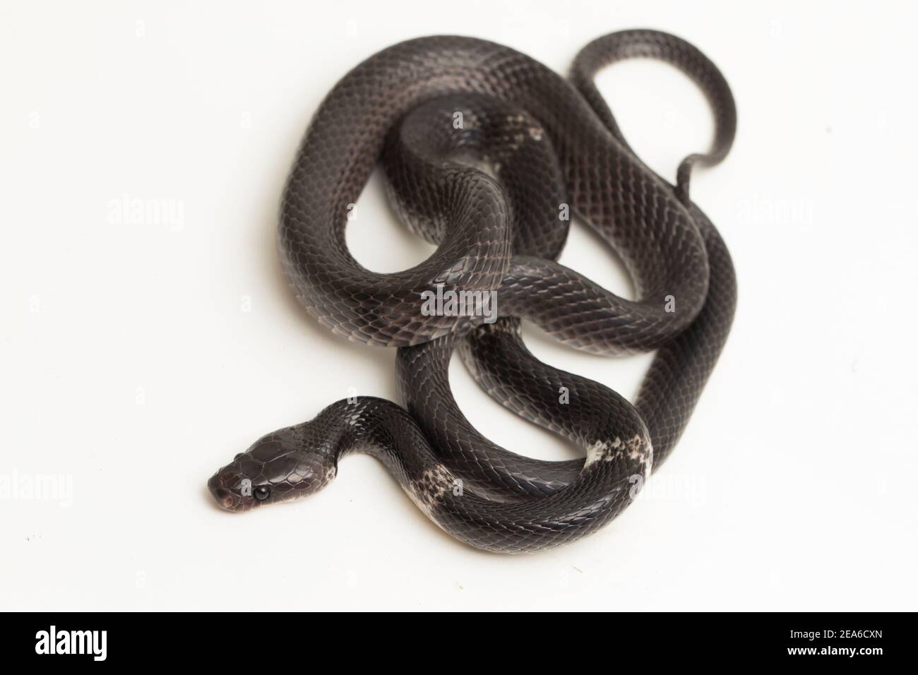 white-banded wolf snake or Malayan banded wolf snake (Lycodon ...