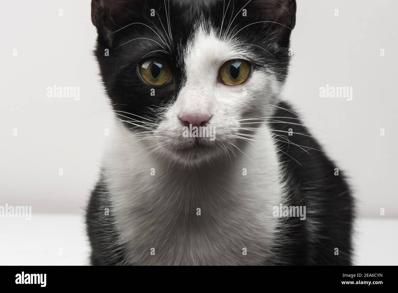 Black white color cat, gri background Stock Photo - Alamy